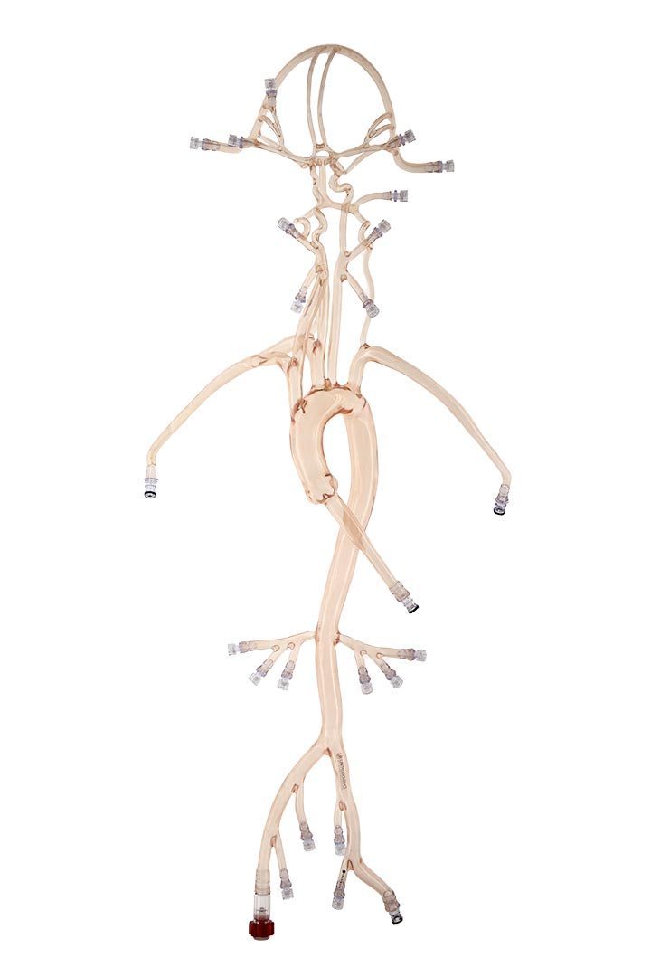 Neuro System Trainer, Aneurysms, Type III Arch – United Biologics