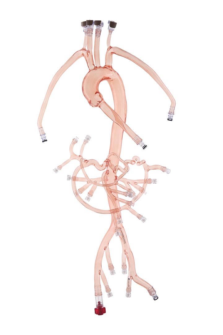 Abdominal III Model (by United Biologics)