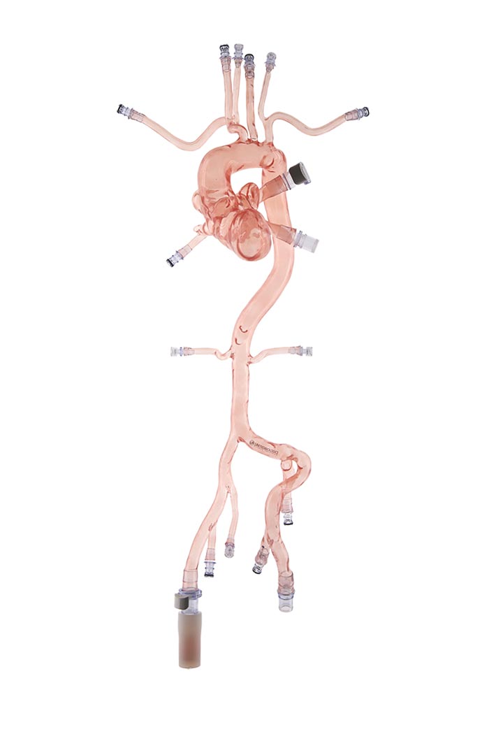 Arterial Heart Model – Patient Composite – United Biologics