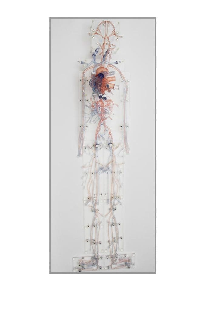 Full-Body Arterial & Venous System – United Biologics
