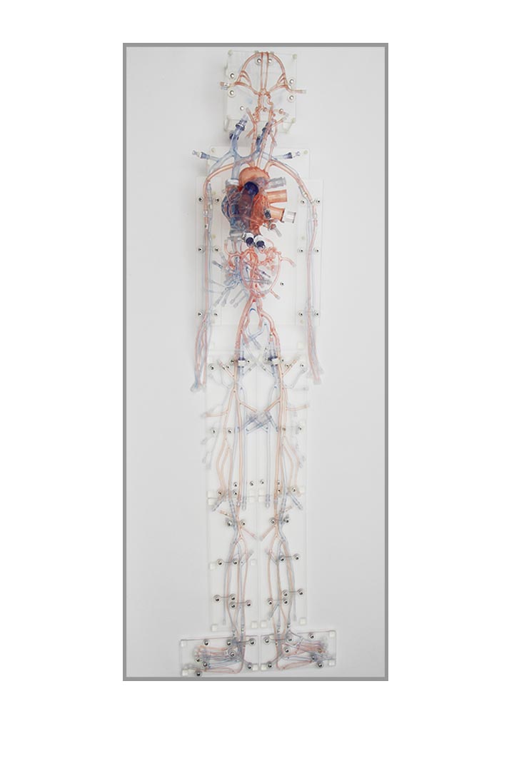 Full-Body Arterial & Venous System – United Biologics