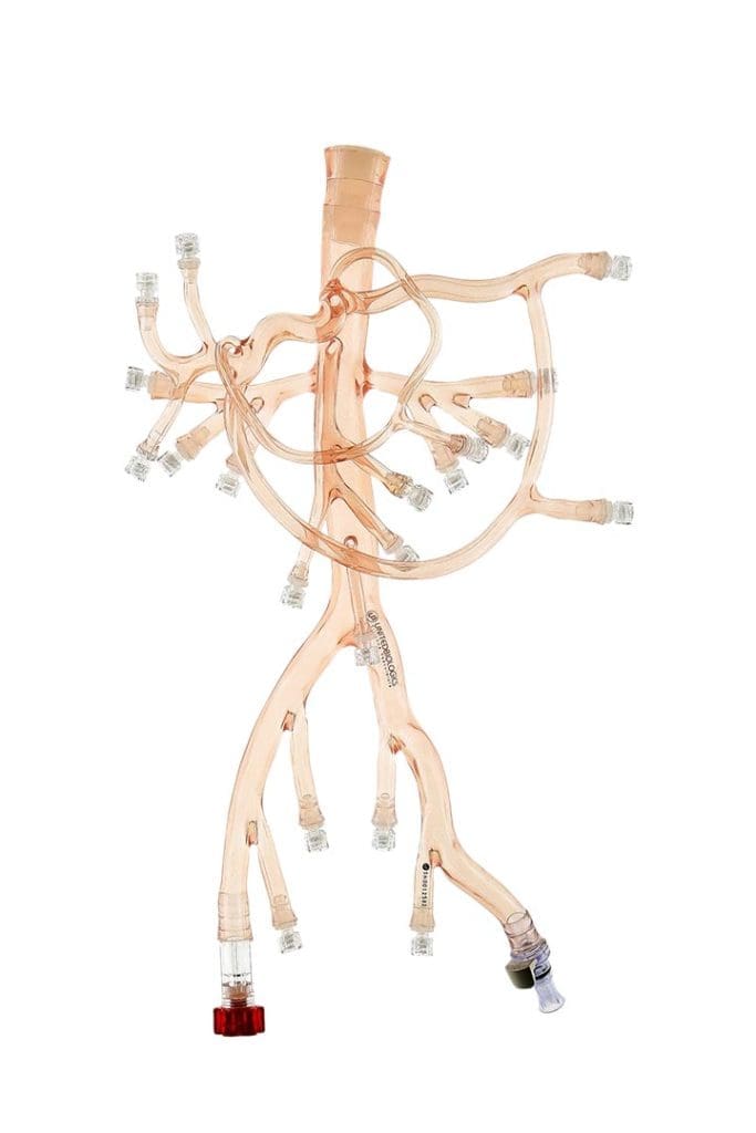 Arterial Abdominal Region Model – Simple Splenic – United Biologics