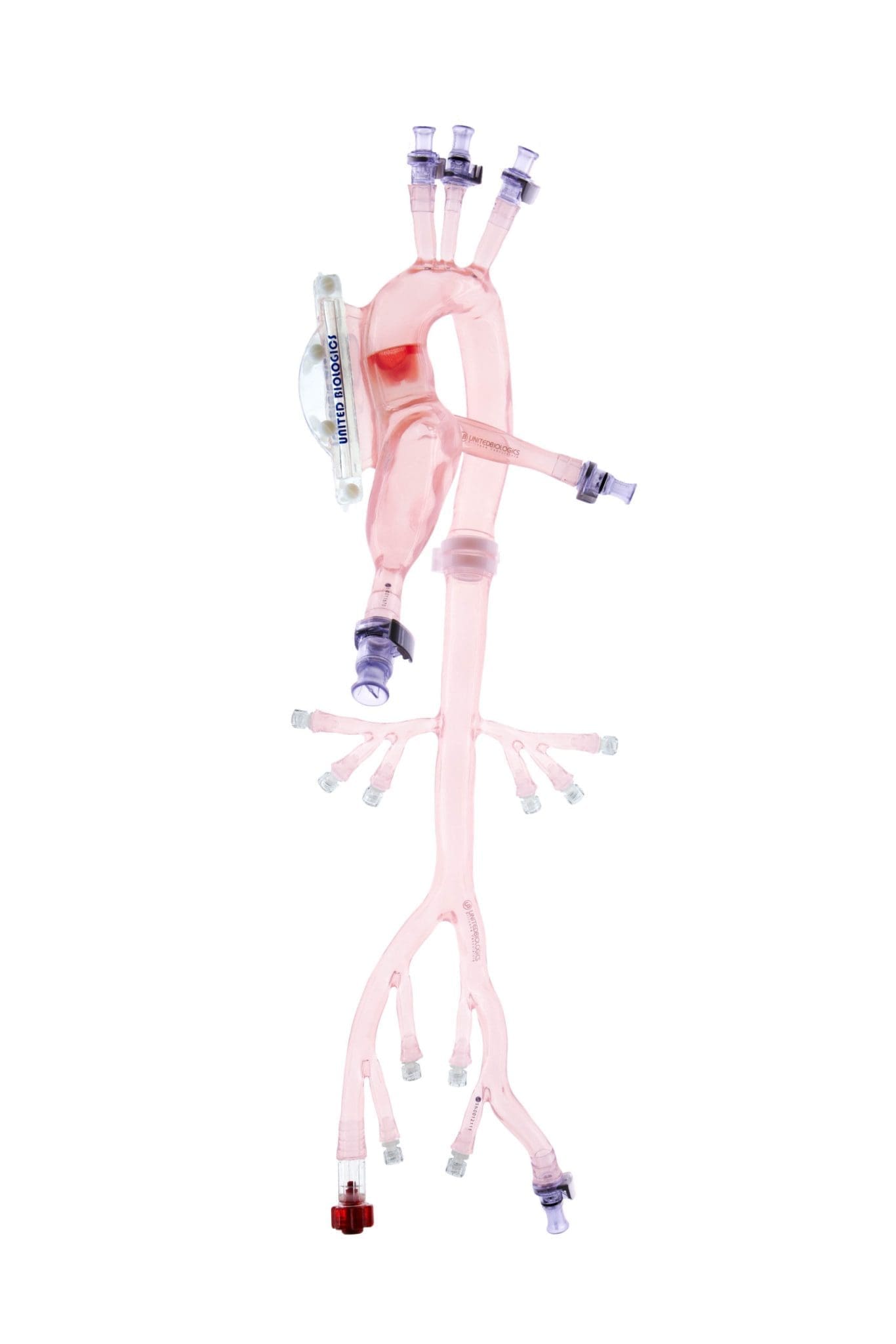 Aortic TAVR Arch Models – United Biologics